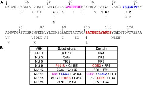 A Selection And Optimization Strategy For Single Domain Antibodies Targeting The Phf6 Linear