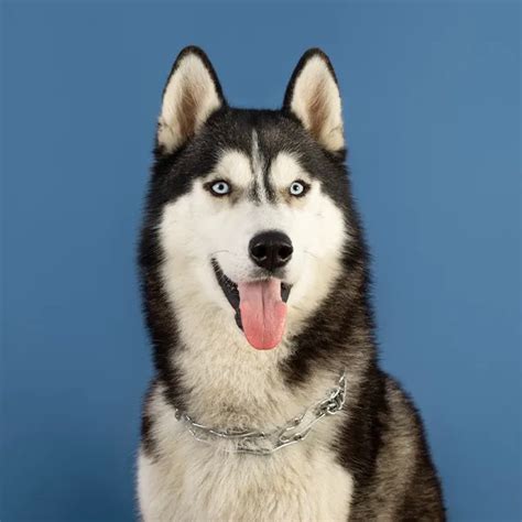 Husky Weight Charts Life Expectancy Size And More