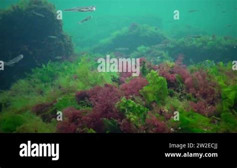 Photosynthesis In The Sea Underwater Landscape Fish Atherina Pontica