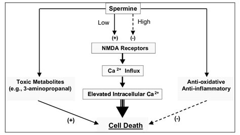 Divergent Roles Of Spermine In Cerebral Ischemic Injury Download