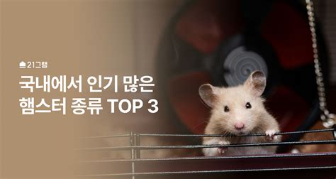 국내에서 가장 인기 있는 햄스터 종류 3가지와 특징 21그램 블로그