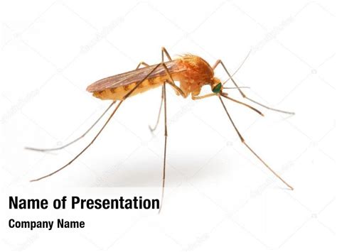 Macro Of Mosquito Sucking Powerpoint Template Macro Of Mosquito Sucking Powerpoint Background