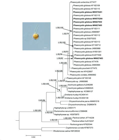 The Phylogenetic Analysis Of The Haptophyte Species Based On 18s Rdna