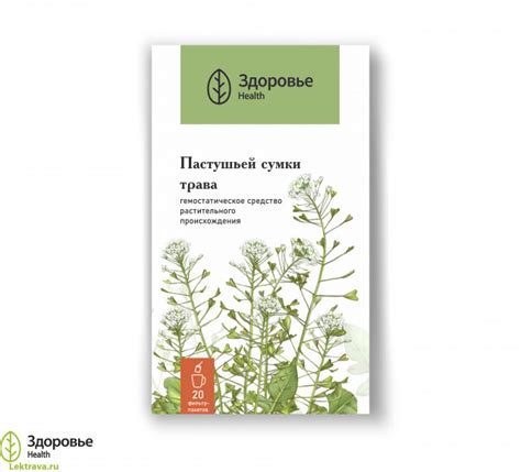 Пастушьей сумки трава: целебное действие, противопоказания, отзывы ...