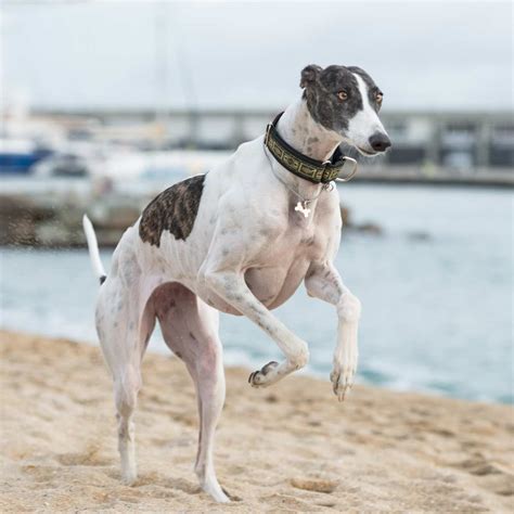 Galgo Espanol