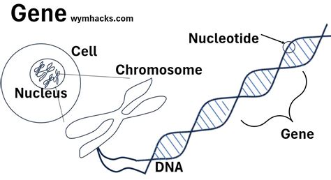 genetics basics wymhacks