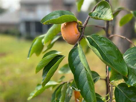 How To Grow Fuyu Persimmons From Planting To Eating The Fruit Grove