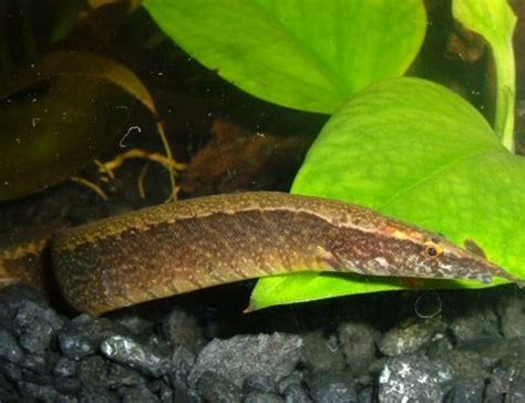 Peacock Eel Macrognathus Siamensis Photos