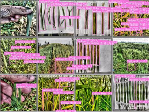 基于 Yolov8 模型进行操作训练 小麦病害检测数据集 识别小麦病害8类的检测 使用已经训练好的 Yolov8 模型 建立基于深度学习的小麦