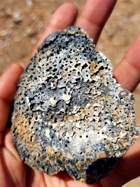 The Pattern Of This Shell R NatureIsFuckingLit