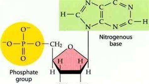 what is the subunit of dna called sciencing