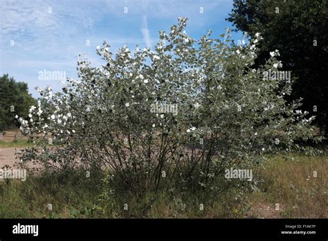 Tree With Silver Leaves Hi Res Stock Photography And Images Alamy