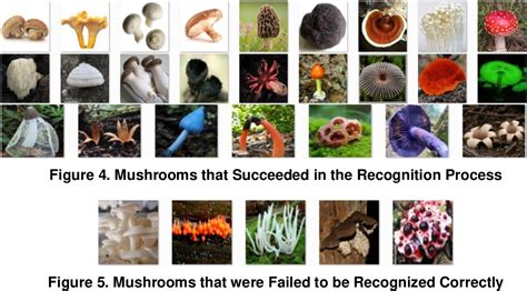 Figure 3 From Mushroom Recognition Using Pca Algorithm Semantic Scholar