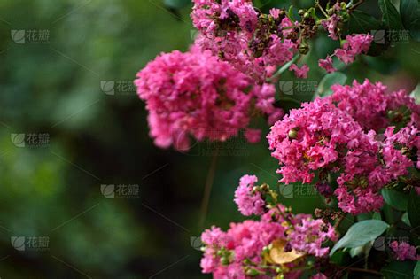 粉红色的绉纱桃金娘花特写