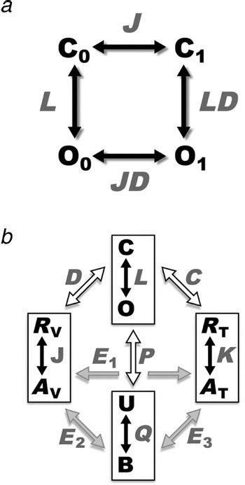 Structurefunctional Intimacies Of Transient Receptor Potential