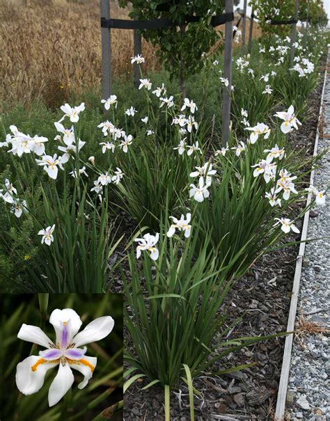 Buy Dietes Grandiflora From Fernview Nurseries