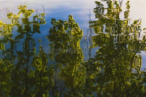 Tree Branches With Reflection On The Water In City Park Stock Photo Image Of Branch Seasonal