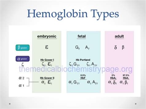 Beta Globin Gene Cluster