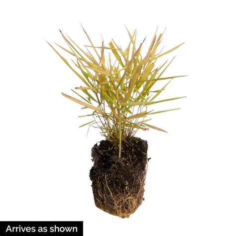Sunflare™ Japanese Forest Grass Spring Hill Nurseries Spring Hill