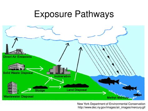 Exposure Pathway Vs Exposure Route At Mazie Reed Blog