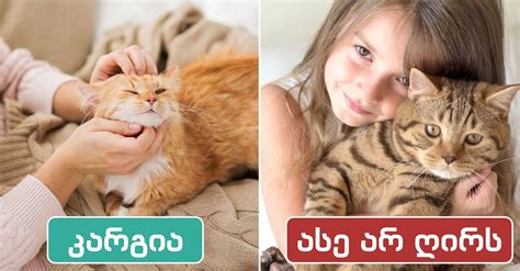 მეცნიერულად როგორ უნდა მოეფეროთ კატას რომ საყვარელ ცხოველს მოეწონოს