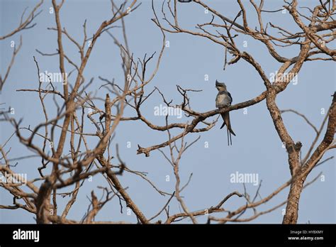 The Crested Treeswift Is A Kind Of Tree Swift The Tree Swifts Are Aerial Near Passerine Birds