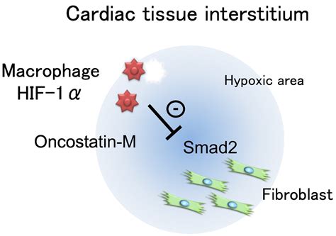 The roles of HIF 1α signaling in cardiovascular diseases Journal of