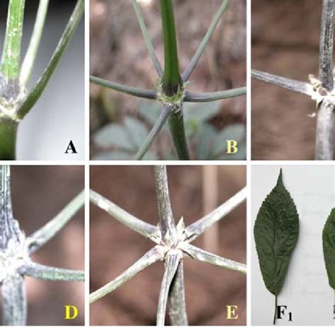 Variations Of Angle Between Petiole And Stem Number Of Leaves Of