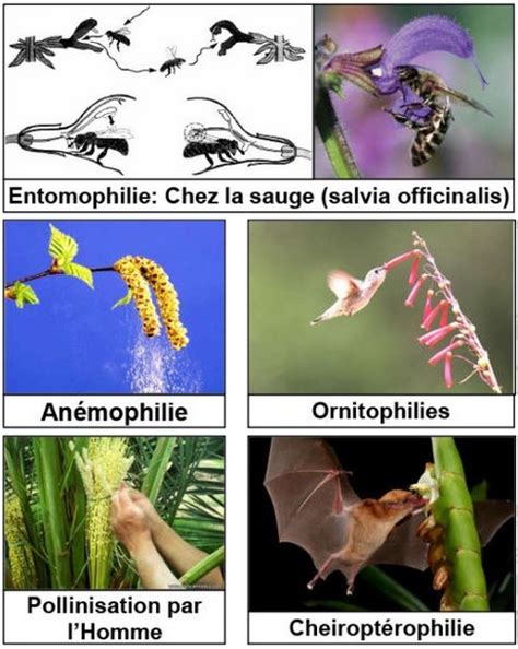 Cours 6 3 La Reproduction Sexuée Des Angiospermes Partie 3 Alloschool