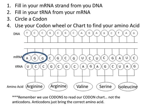 Use Your Codon Chart To Determine The Amino Acid Sequence Ponasa