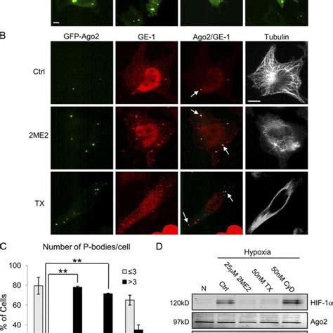 Microtubule Disruption Is Required For Drug Induced Inhibition Of