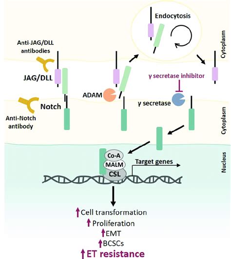 The Role Of Notch Signaling In Et Resistance The Notch Receptor Is