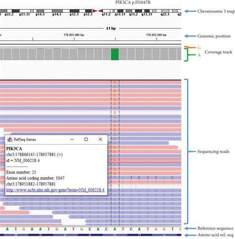 Pik3ca Ph1047r Alignment In Igv2120 Integrative Genomics Viewer Download Scientific