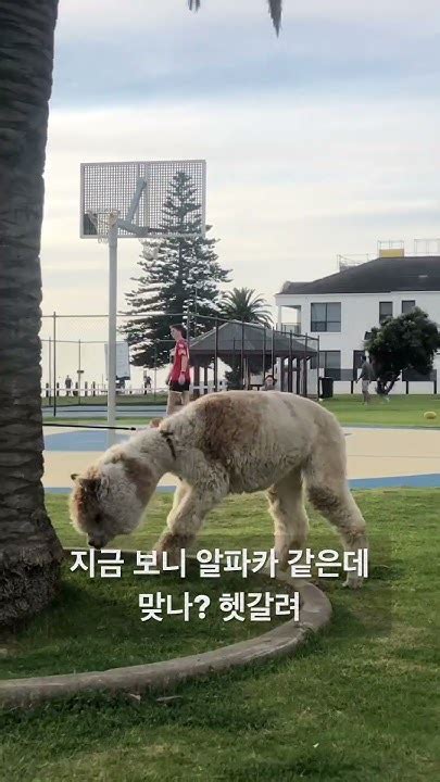 호주 공원에 나타난 애완용 알파카 라마 Youtube