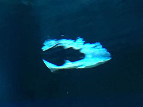 Mandarin Dogfish Naturerules1 Wiki Fandom