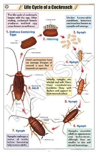 Cockroach Life Span