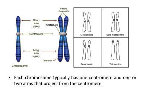 Chromosome Structure Ppt Principals Of Genetics Ppt