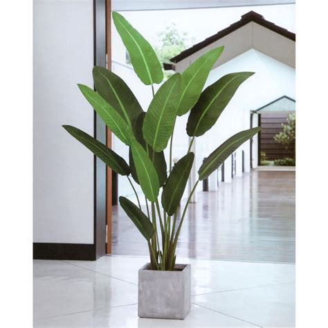 ストレチア ストレリチア パルビフォリオ 観葉植物 大型 植物観葉植物