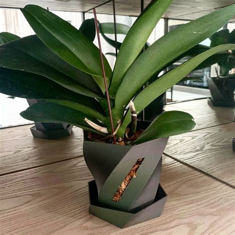 5 Contemporary 3D Printed Orchid Pot Orchid Pot Orchids Prints