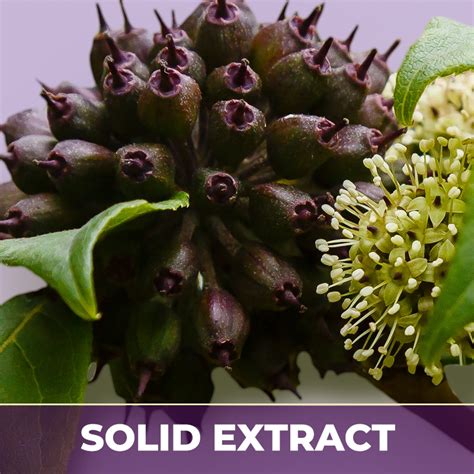 Eleuthero Se Botanical Extracts Manufacturing Manfacture Botanical