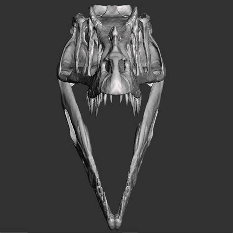 Archivo STL Cráneo de dinosaurio Ceratosaurus Plan imprimible en 3D