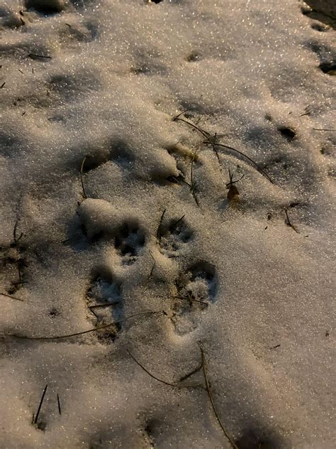 Need help identifying these! : r/AnimalTracking