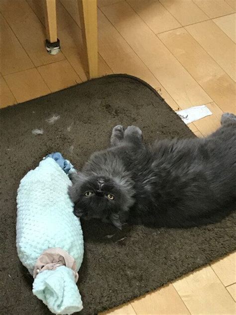 猫が大好きなおもちゃ、けりぐるみ。けりけりしているうちに、穴が空きすぐにダメになる、なんてことも。でも、靴下で簡単に手作りできちゃうんです