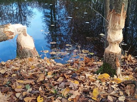 Skaties Bebri Ir Jālikvidē” Preiļu Parkā Uzdarbojas Bebri Medības