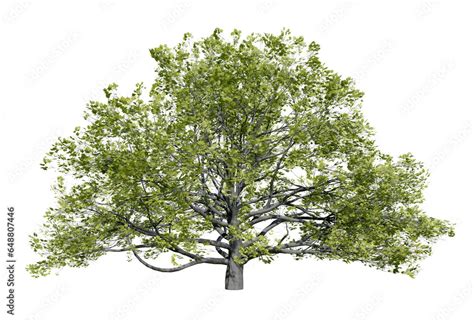 PNG Tree Real Transparent Background Real Leaf Texture And No White Border For Drag And Drop