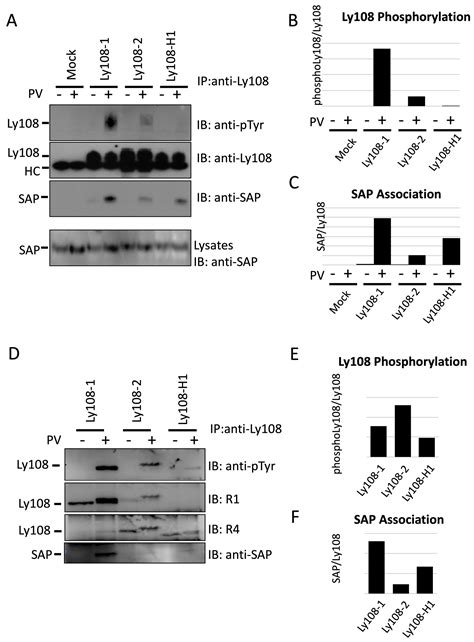 Characterization Of Ly108 H1 Signaling Reveals Ly108 3 Expression And Additional Strain Specific