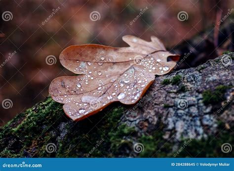 A Wilted Oak Leaf With Raindrops On A Tree Trunk In A Dark Forest In
