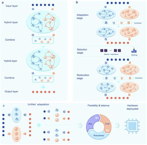 Selina La Barbera On Linkedin Adaptive Spatiotemporal Neural Networks Through Complementary…