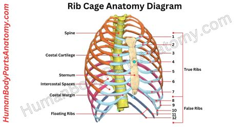 Rib Cage Anatomy Complete Guide With Parts Names And Diagram