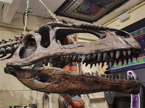 Fossils Giganotosaurus Skull Facebook